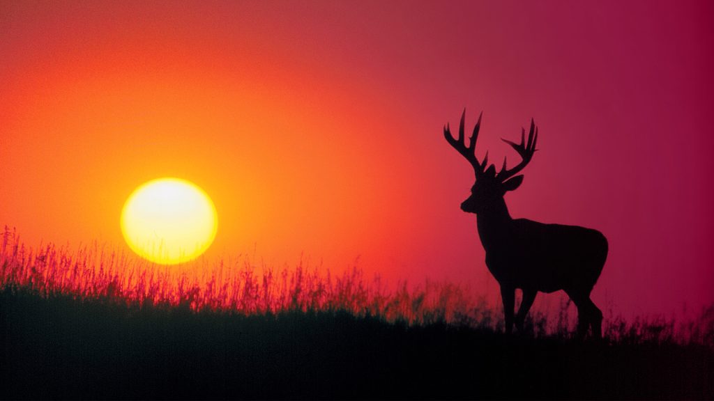 Hunting License Requirements - SCPO